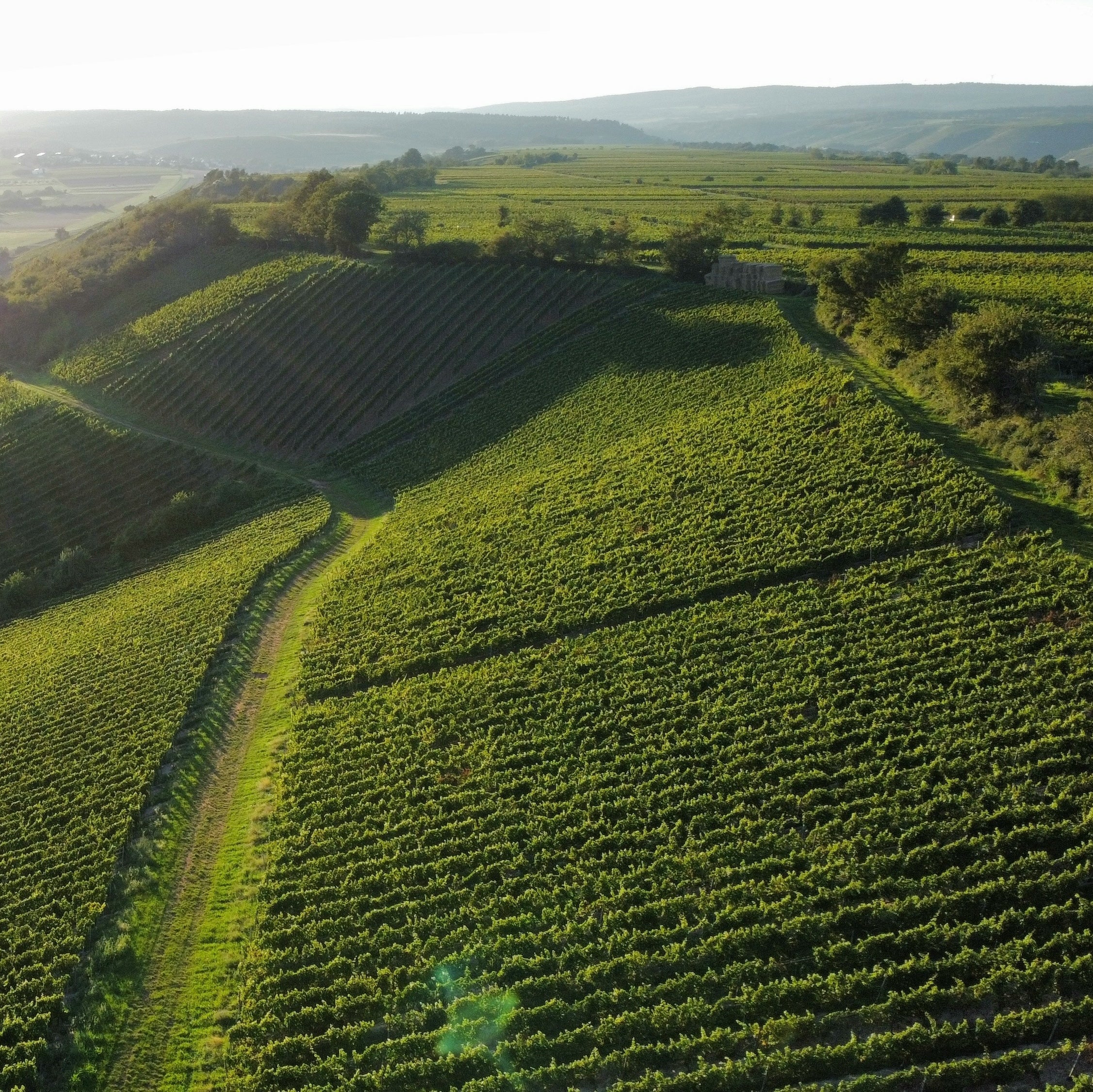 Shop All – Sun Bay Foods